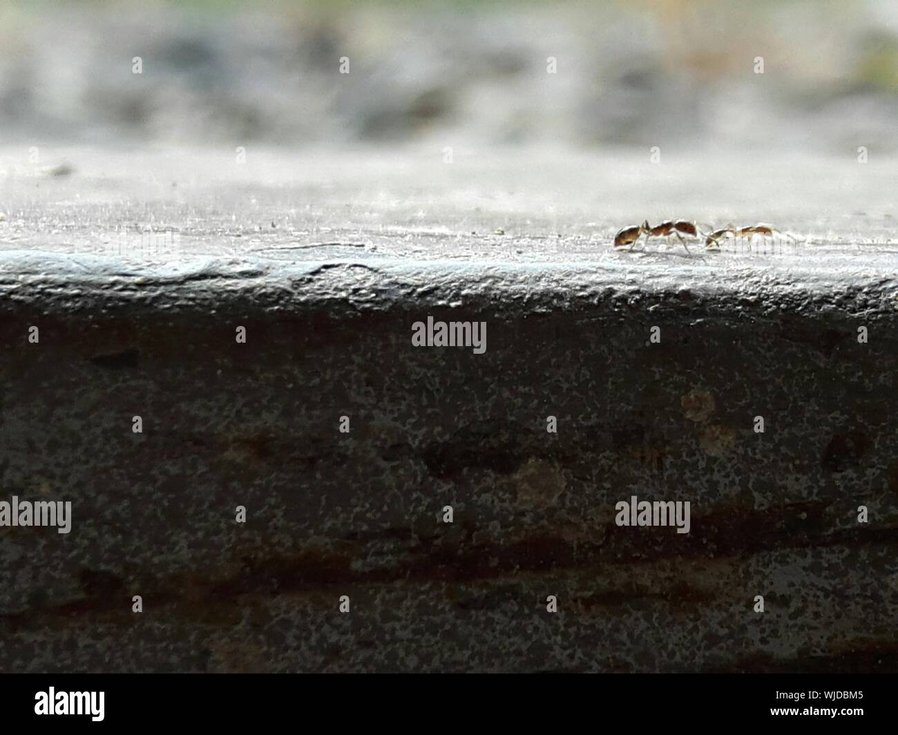 Ants On Rock High Resolution Stock Photography and Images - Alamy