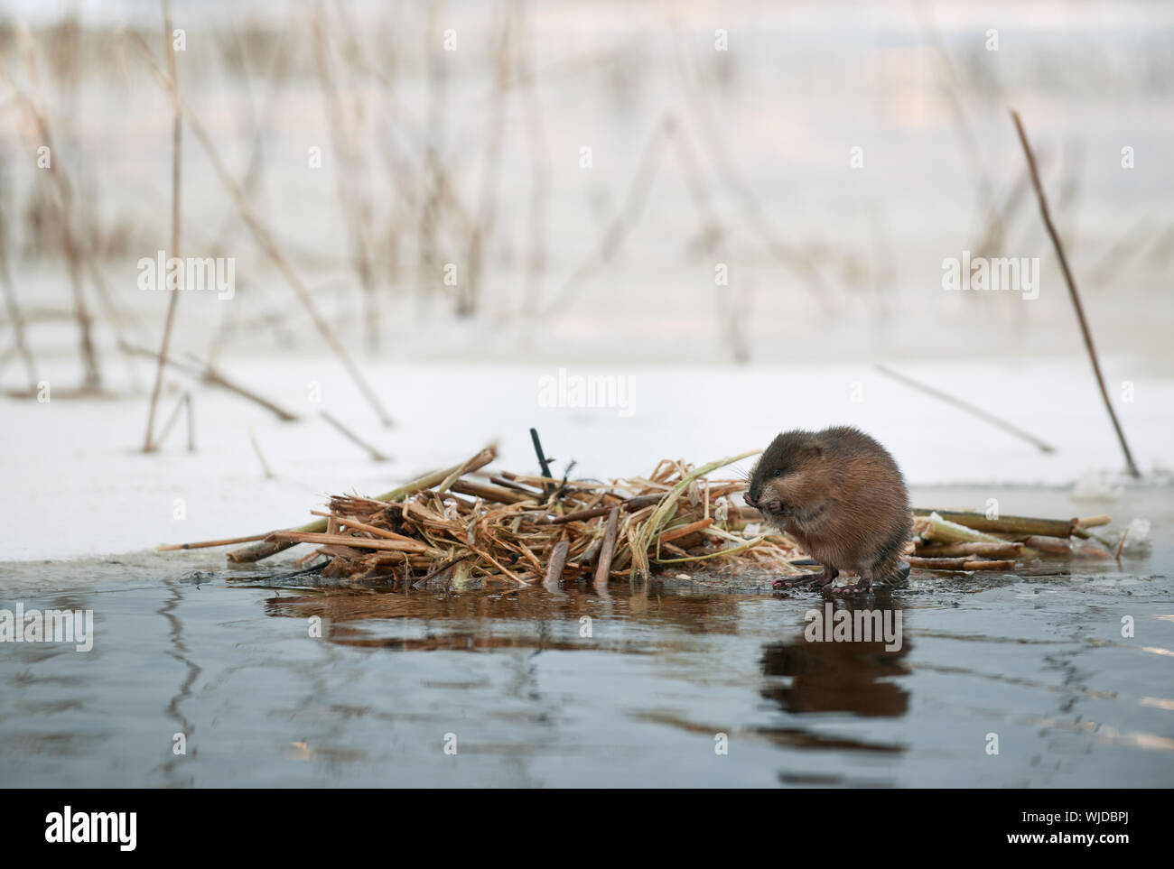 Muskrat house hi-res stock photography and images - Alamy