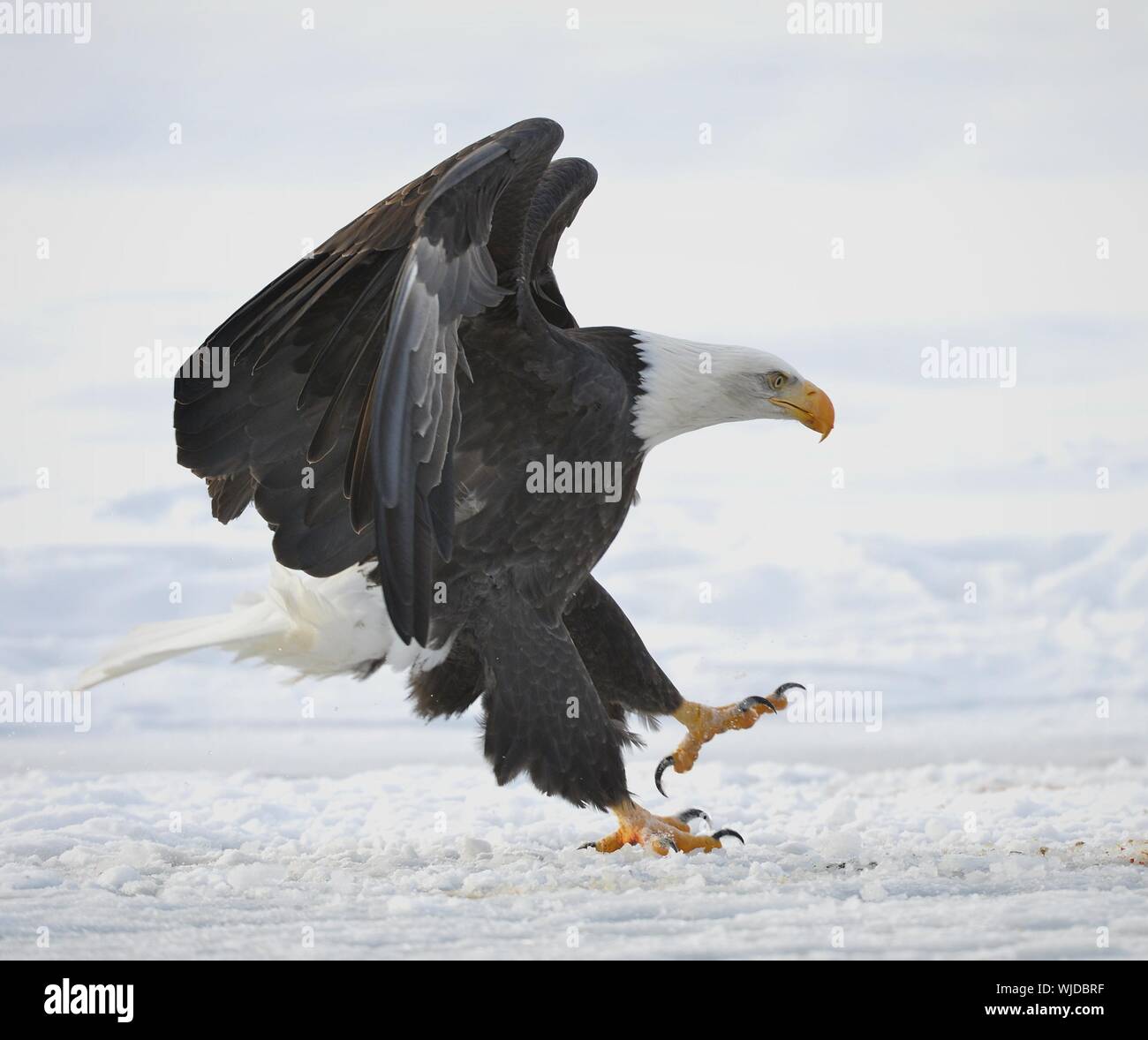 Eagle wing stretched on white hi-res stock photography and images - Alamy
