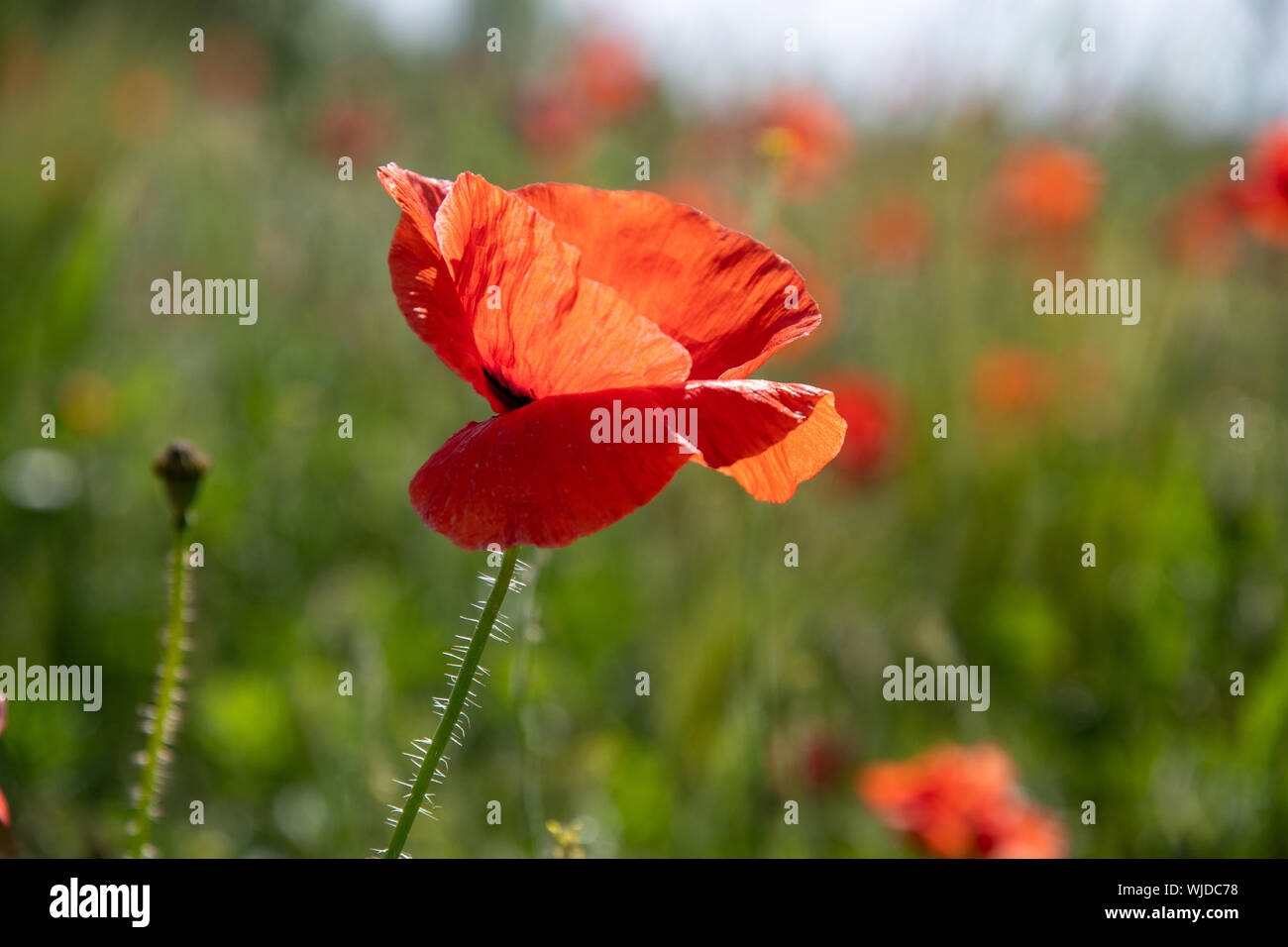 Single red poppy (Papava rhoeas) growing in a field in the English ...