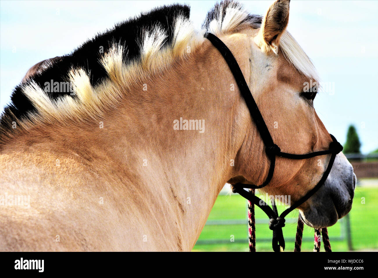 Norwegian Fjord Horse (Fjordhesst) in pasture Stock Photo - Alamy