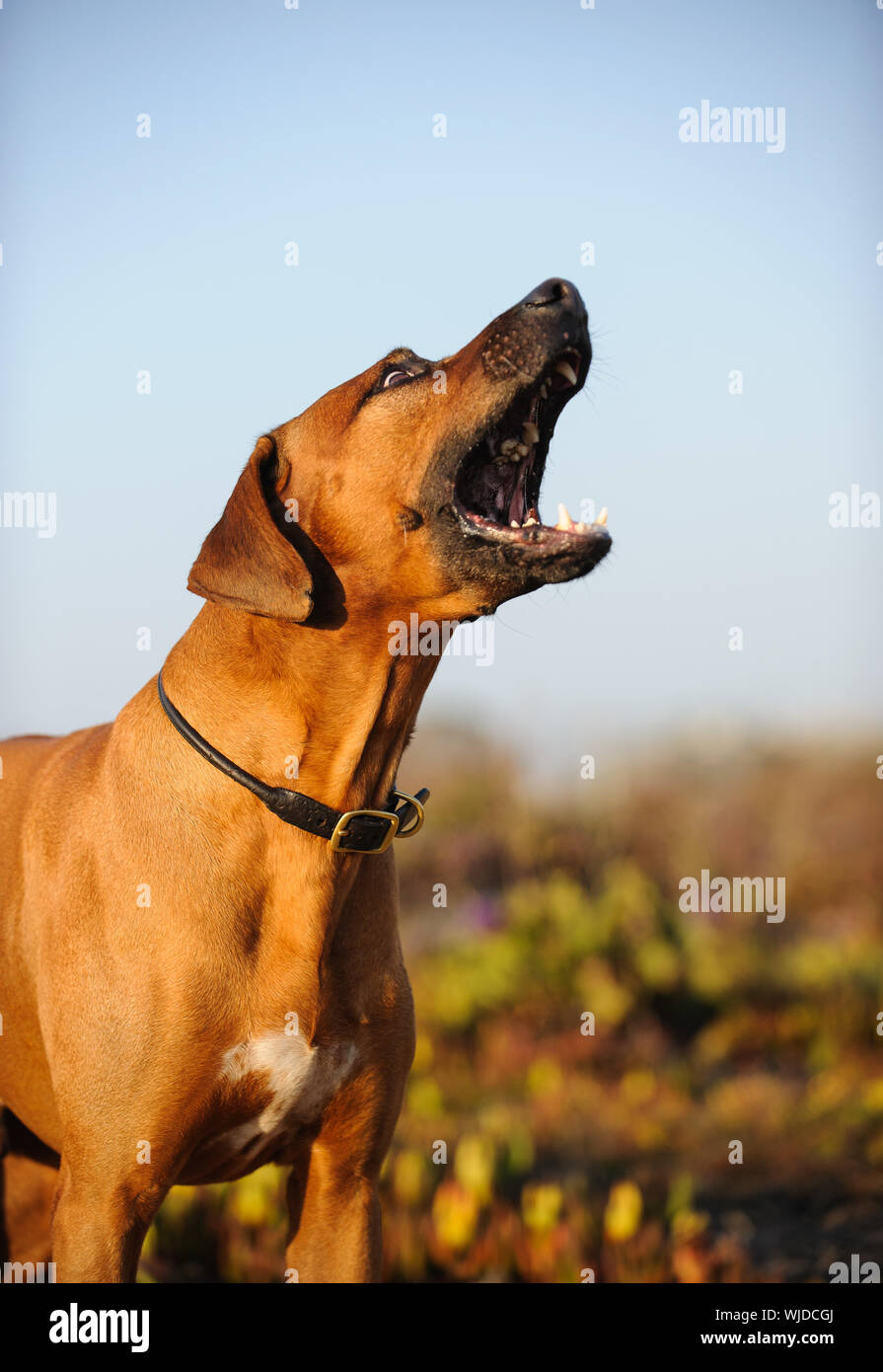 Barking hi-res stock photography and images - Alamy