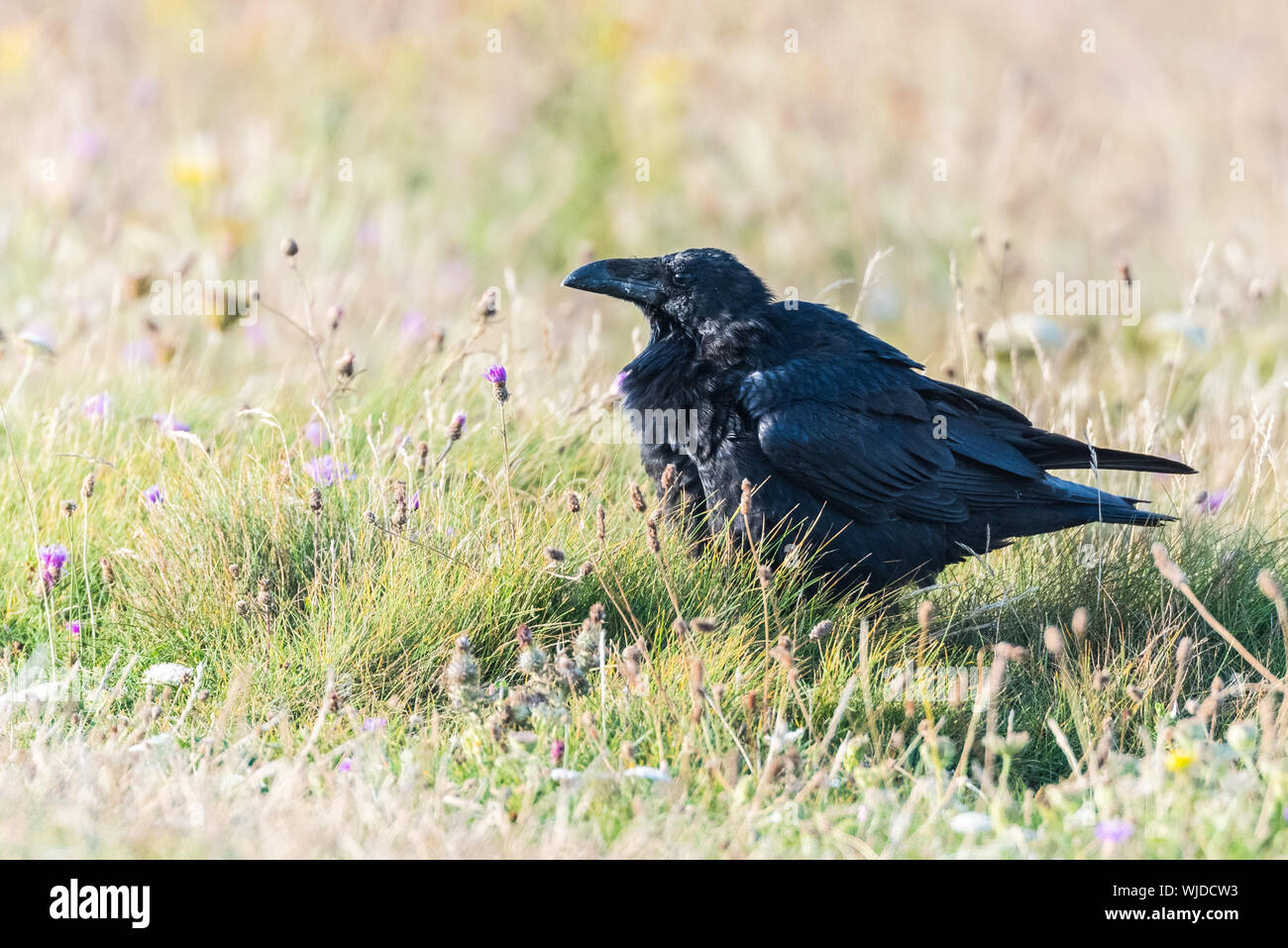 Raven on cliff top, Portland bill Dorset Stock Photo - Alamy