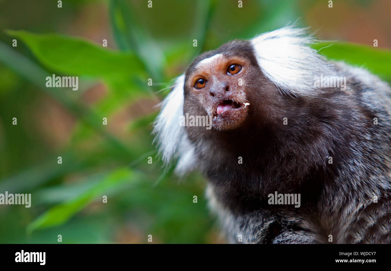 Common Marmoset peeking out from the leaves Stock Photo - Alamy