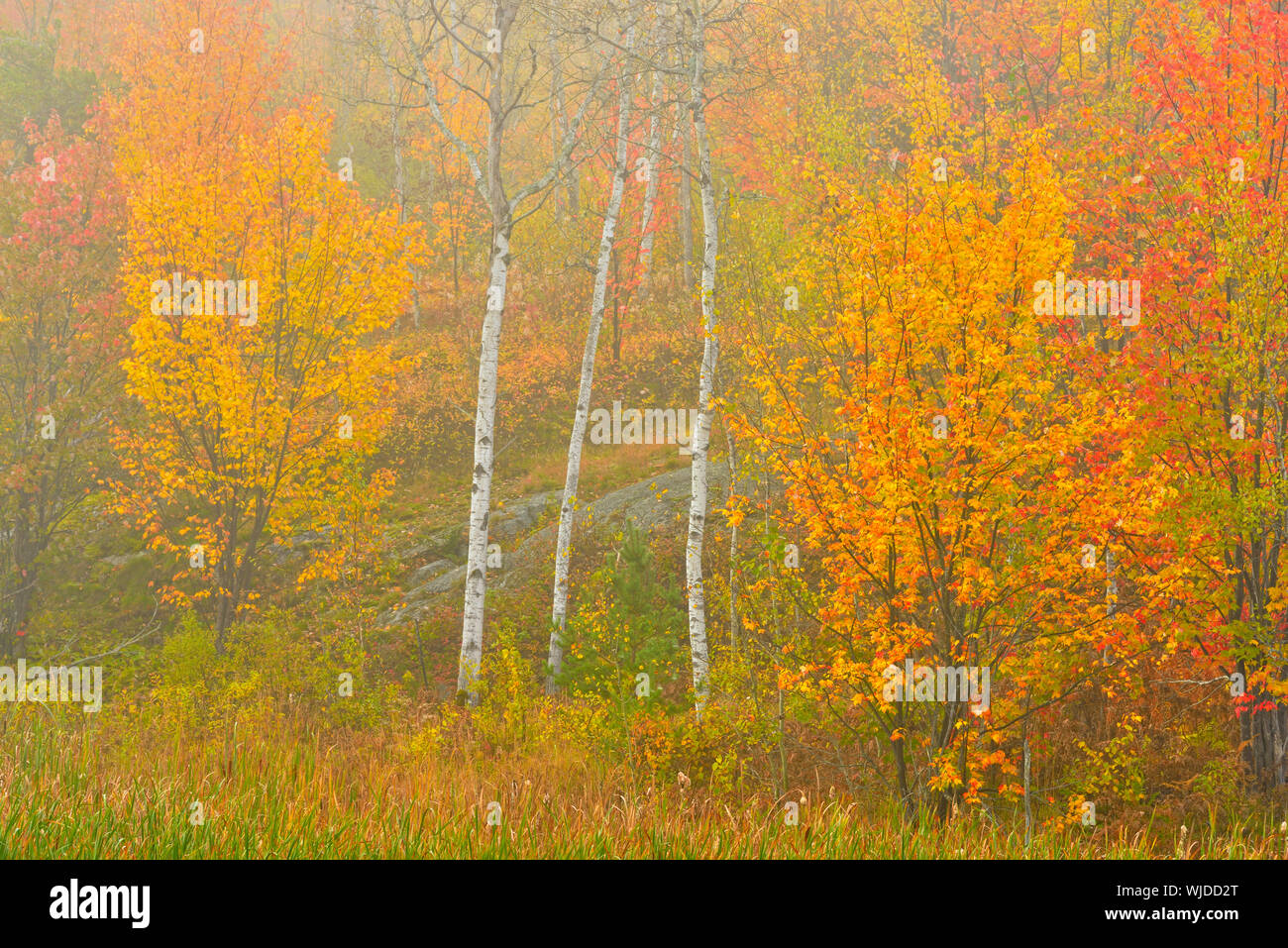 Aspen trees in the fog in late autumn, Greater Sudbury, Ontario, Canada ...