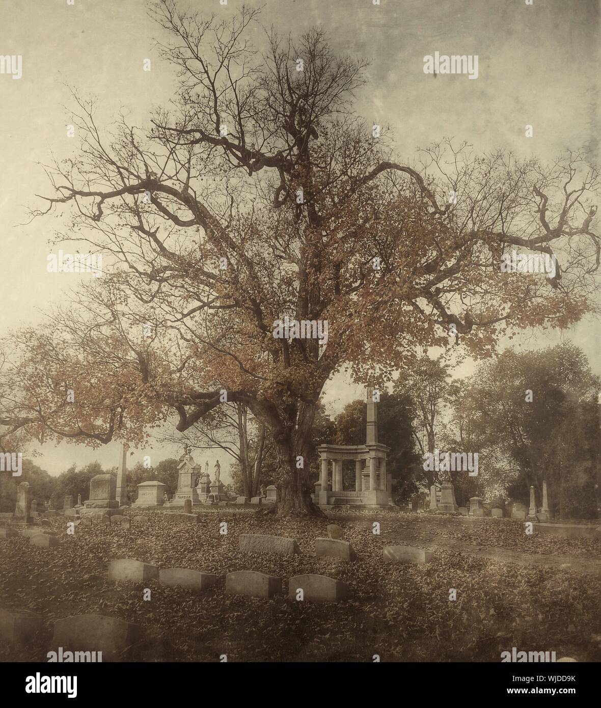 Tombstones And Trees In Cemetery Stock Photo - Alamy