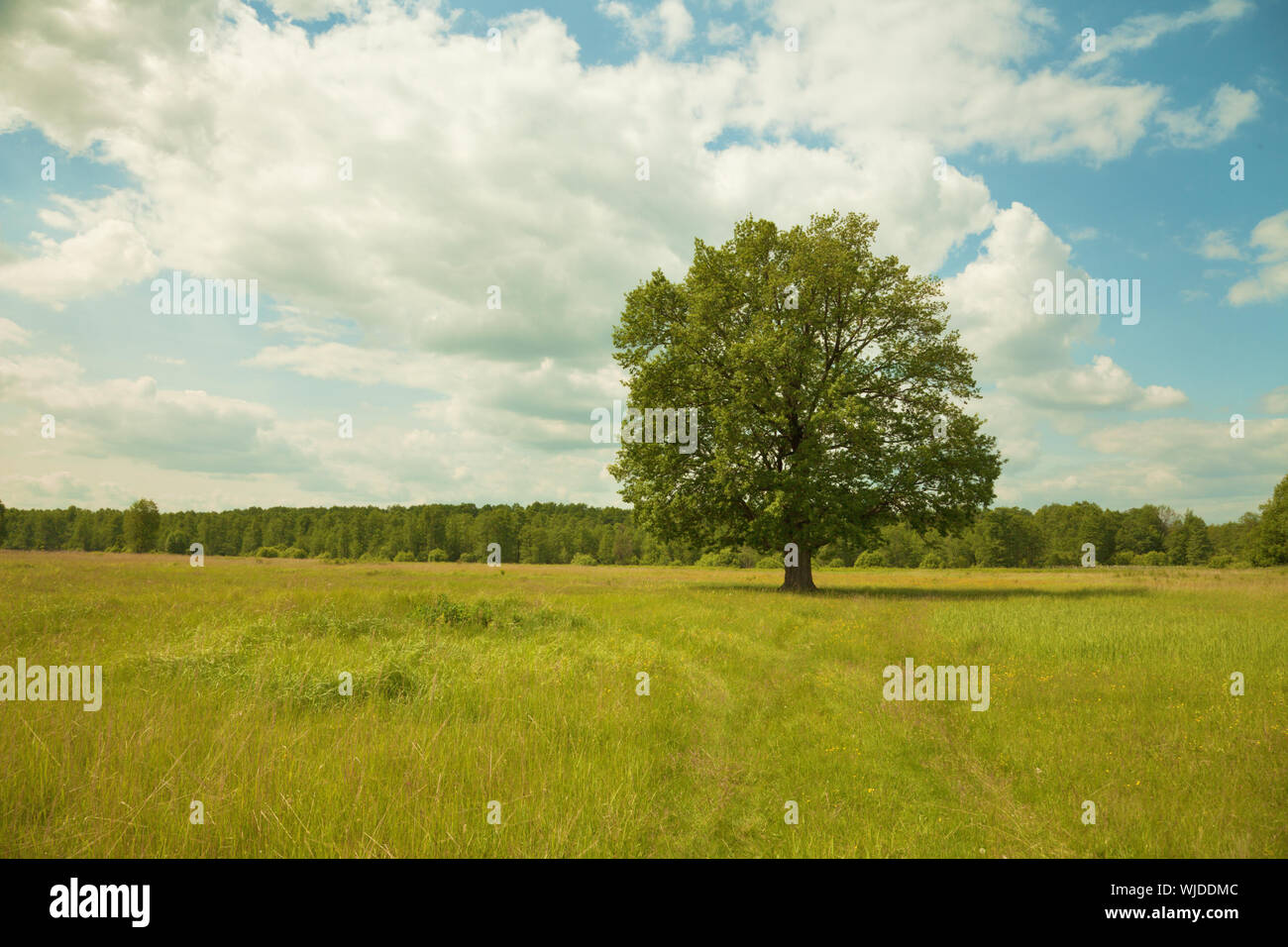 Tree alone growing in the field - an oak Stock Photo - Alamy