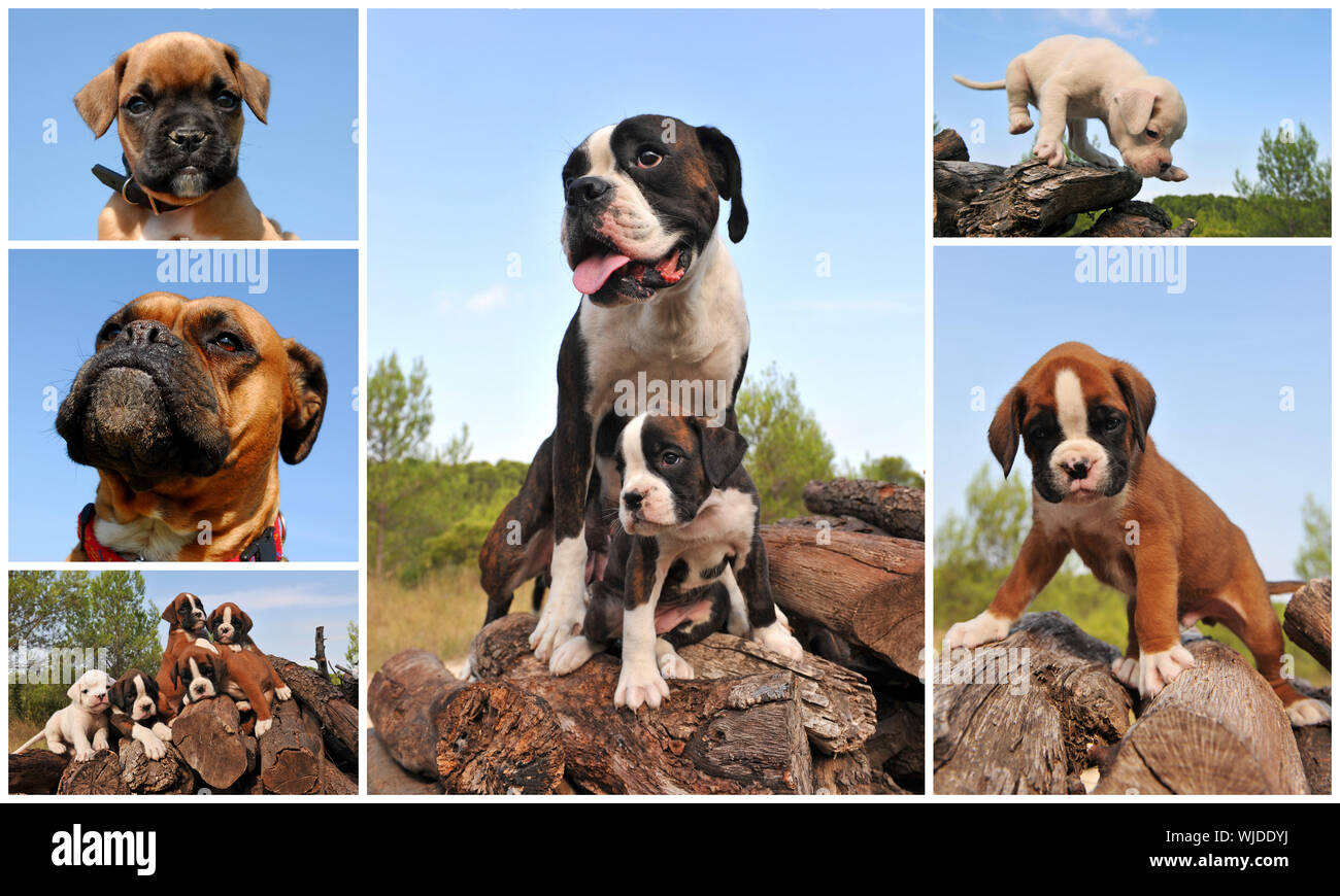 composite picture with purebred dogs and puppies boxer outdoors Stock ...