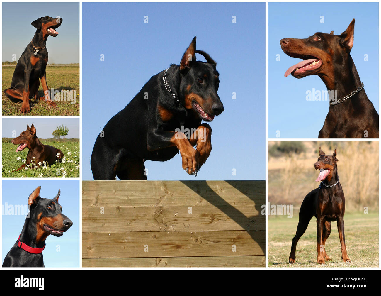 purebred doberman jumping in a training of agility Stock Photo - Alamy