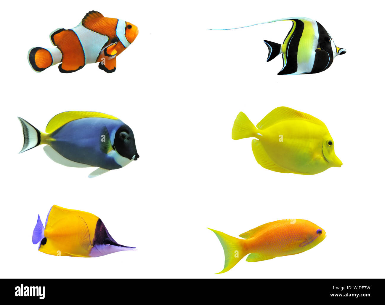 full side view of tropical fish isolated on white Stock Photo - Alamy