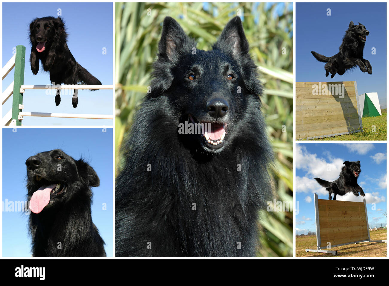 composite picture with purebred dogs belgian sheepdogs groenendael ...