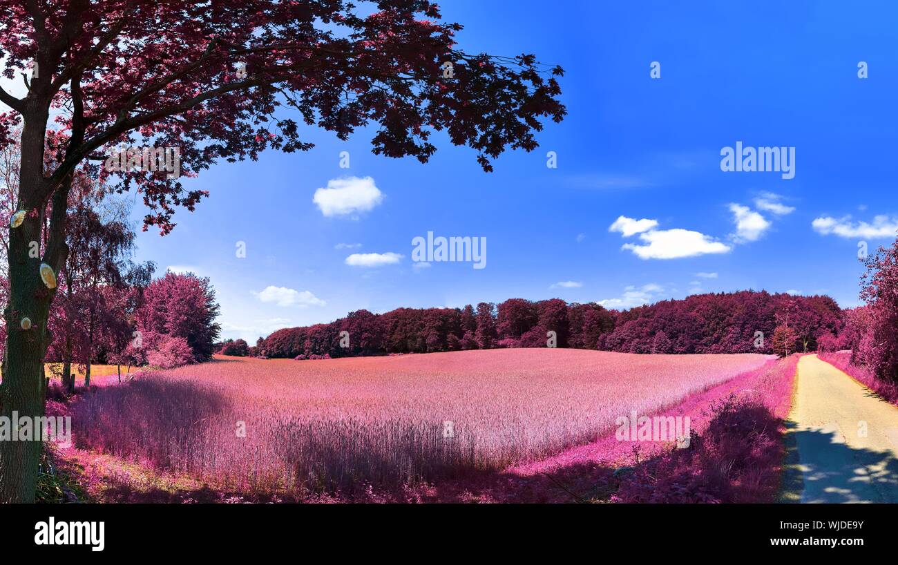 Beautiful pink and purple infrared panorama of a european countryside ...