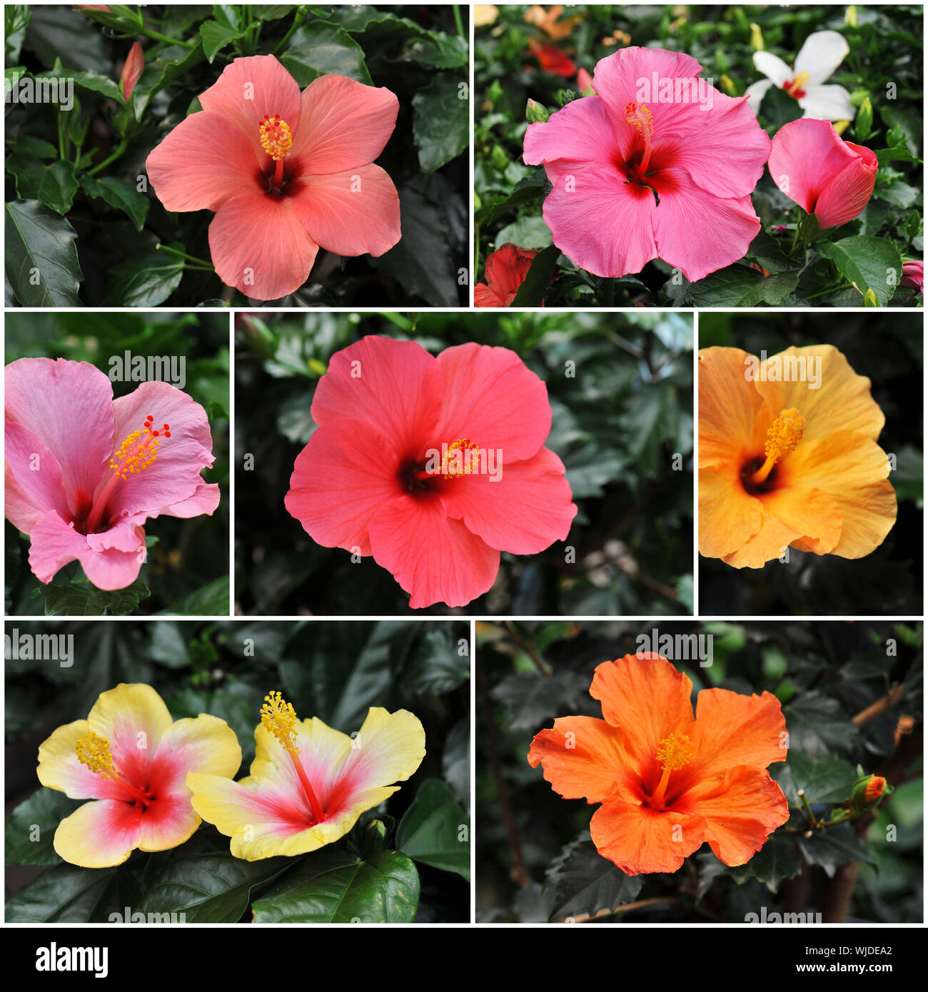 colorful hibiscus growing in a tropical garden Stock Photo - Alamy