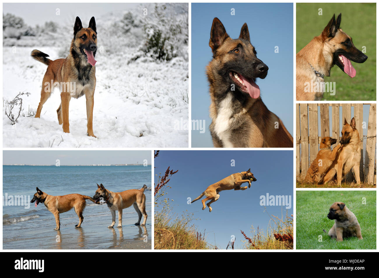 composite picture with purebred dogs and puppies belgian shepherd ...