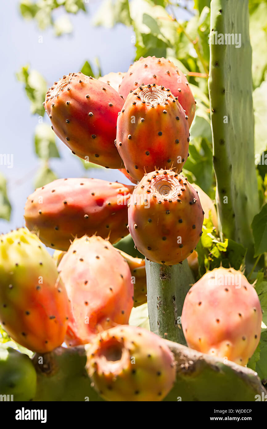 Prickly Pear, fichi d'india are a typical fruit of the south of Italy ...