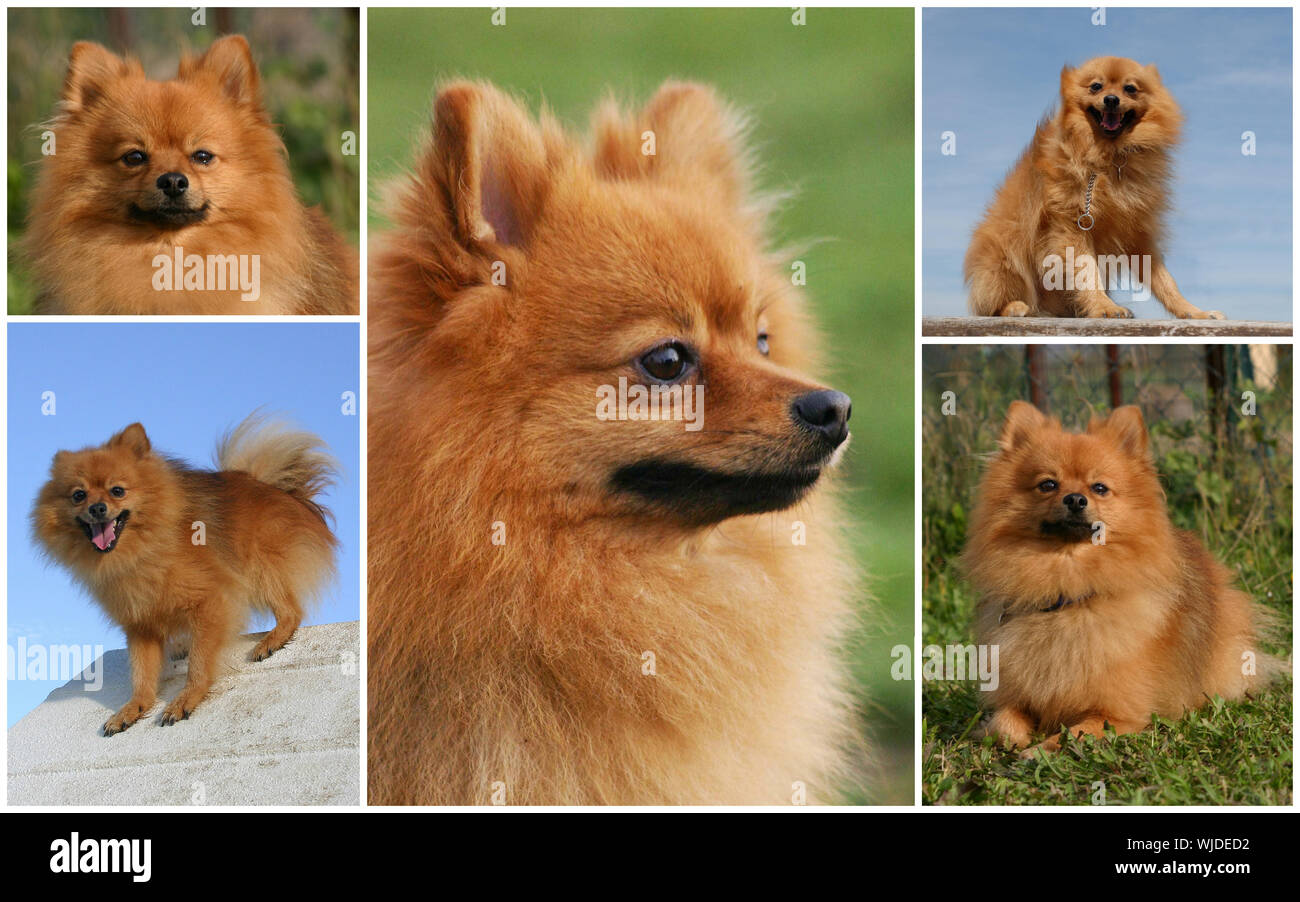 portrait of purebred pomeranian dog, composite pictures Stock Photo - Alamy