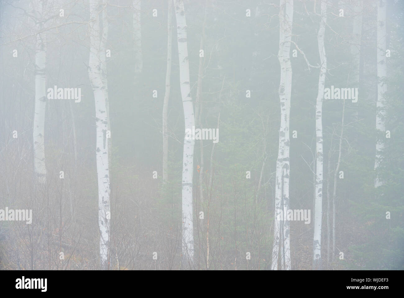 Bracken ferns and aspen tree trunks in autumn Stock Photo - Alamy