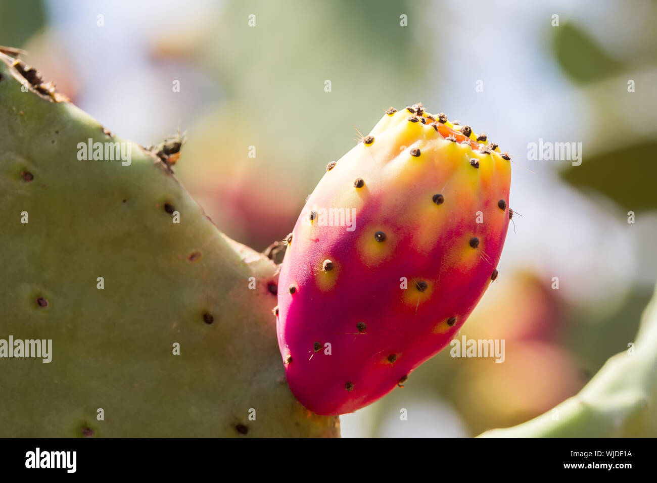 Prickly pear cactus with fruit and cactus spines, fichi d'india are a ...