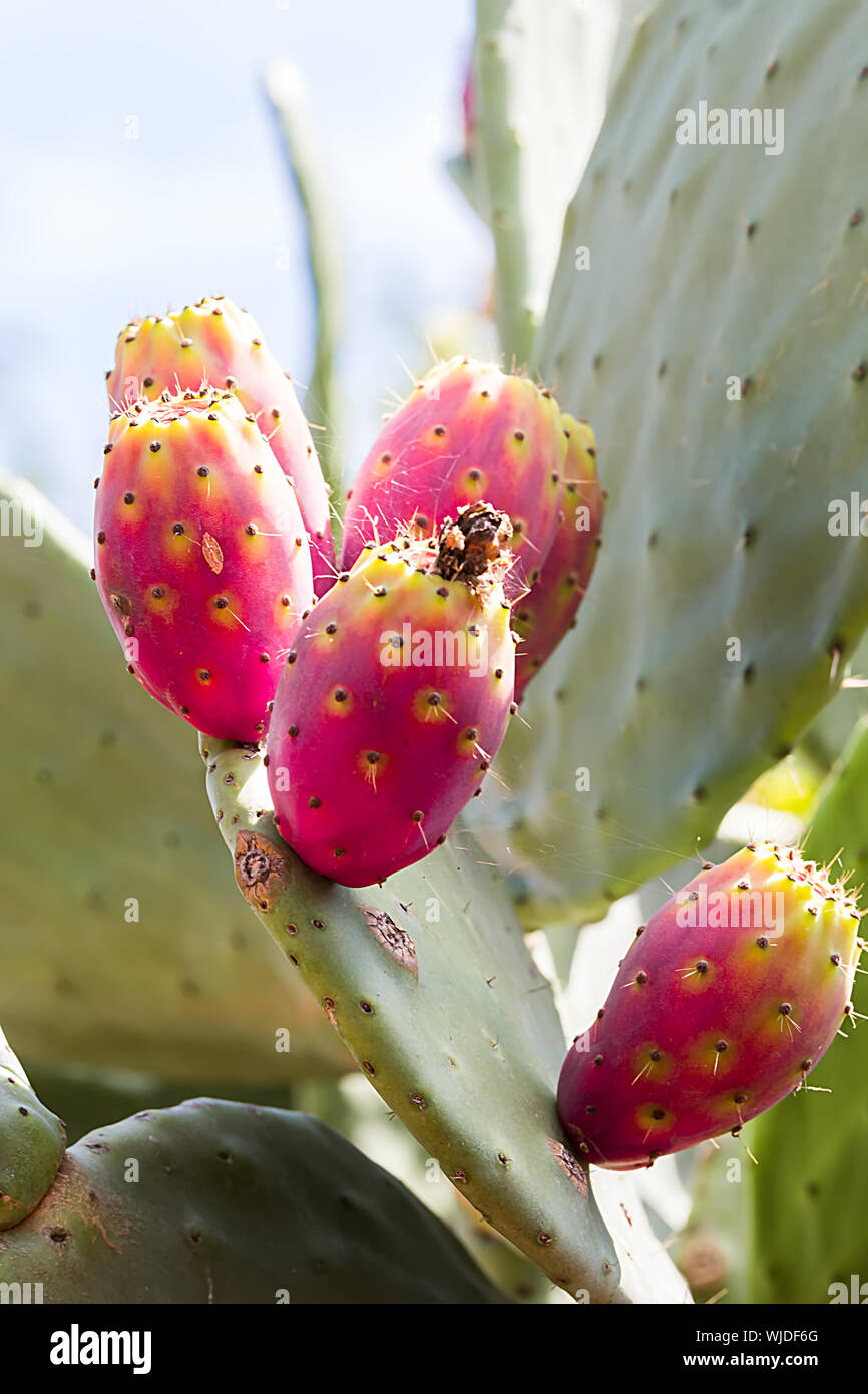 Prickly pear cactus with fruit and cactus spines, fichi d'india are a ...