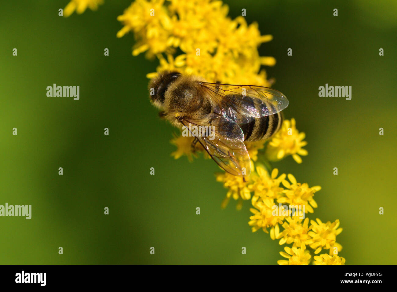honey bee flies on blooming flowers and collecting pollen Stock Photo ...