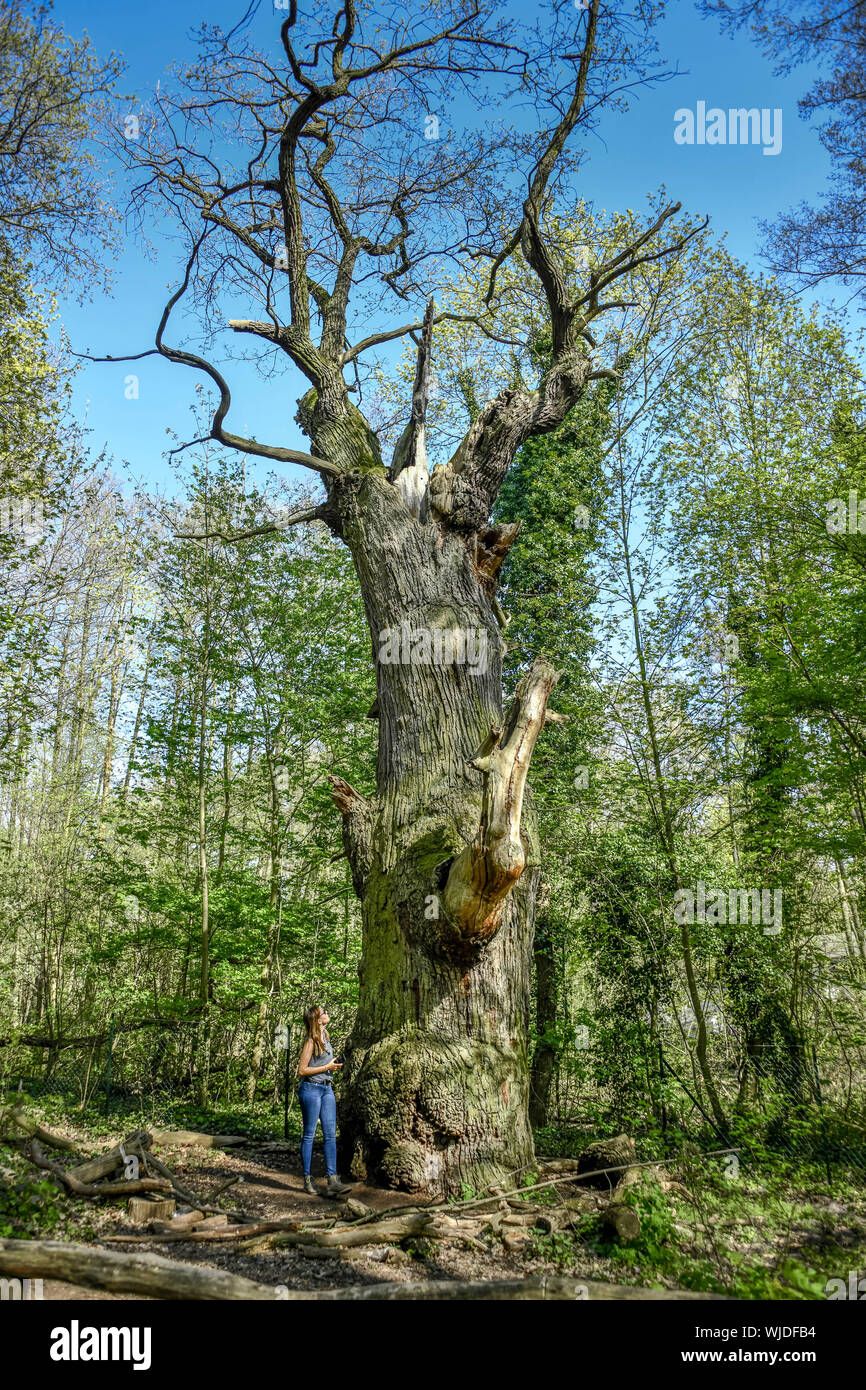 oldest, old, oldest, tree, Berlin, Berlin-Tegel, monument, Germany ...