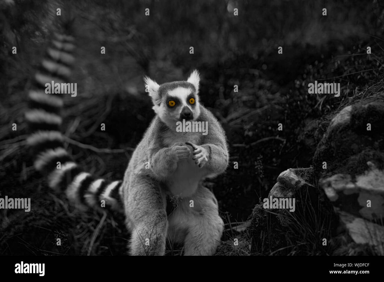 A ring-tailed lemur in the wild at night time Stock Photo - Alamy