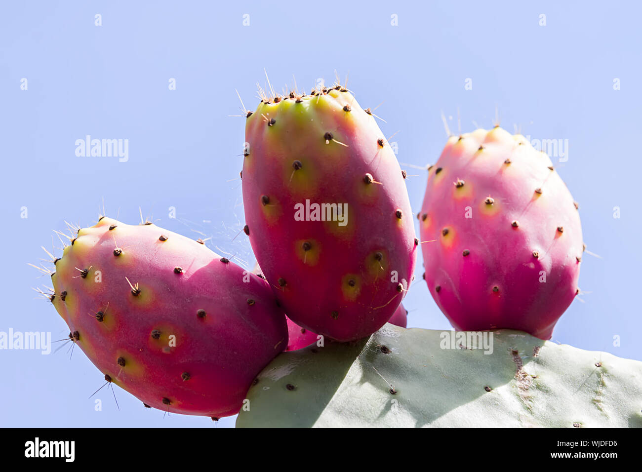 Prickly pear cactus with fruit and cactus spines, fichi d'india are a ...