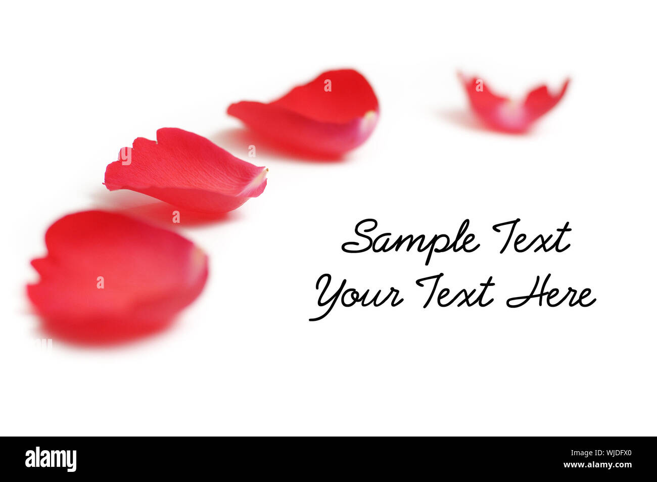 Rose petal display against a white background Stock Photo - Alamy