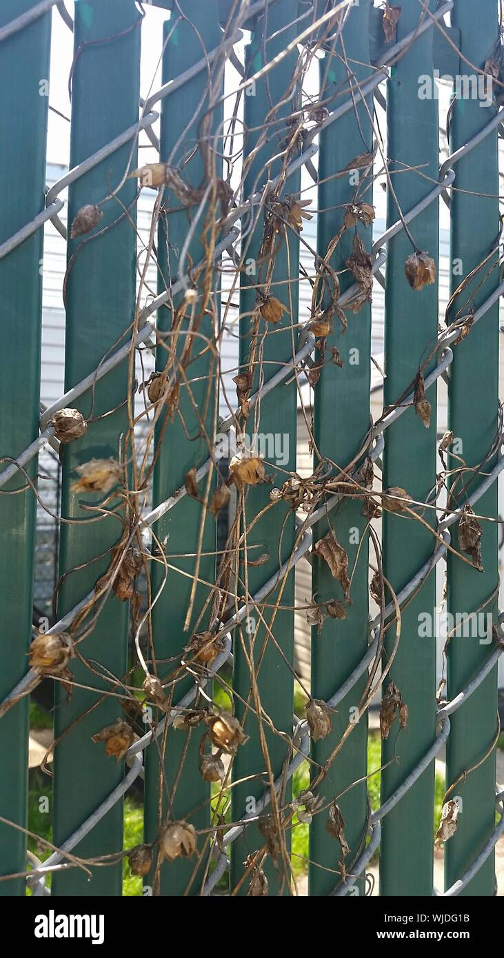Creeper fence hi-res stock photography and images - Alamy