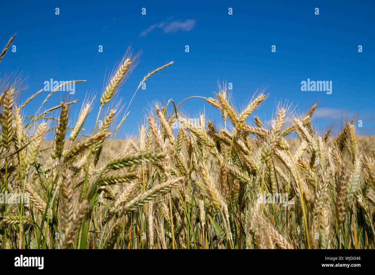 Ears grain ripen under sunlight hi-res stock photography and images - Alamy