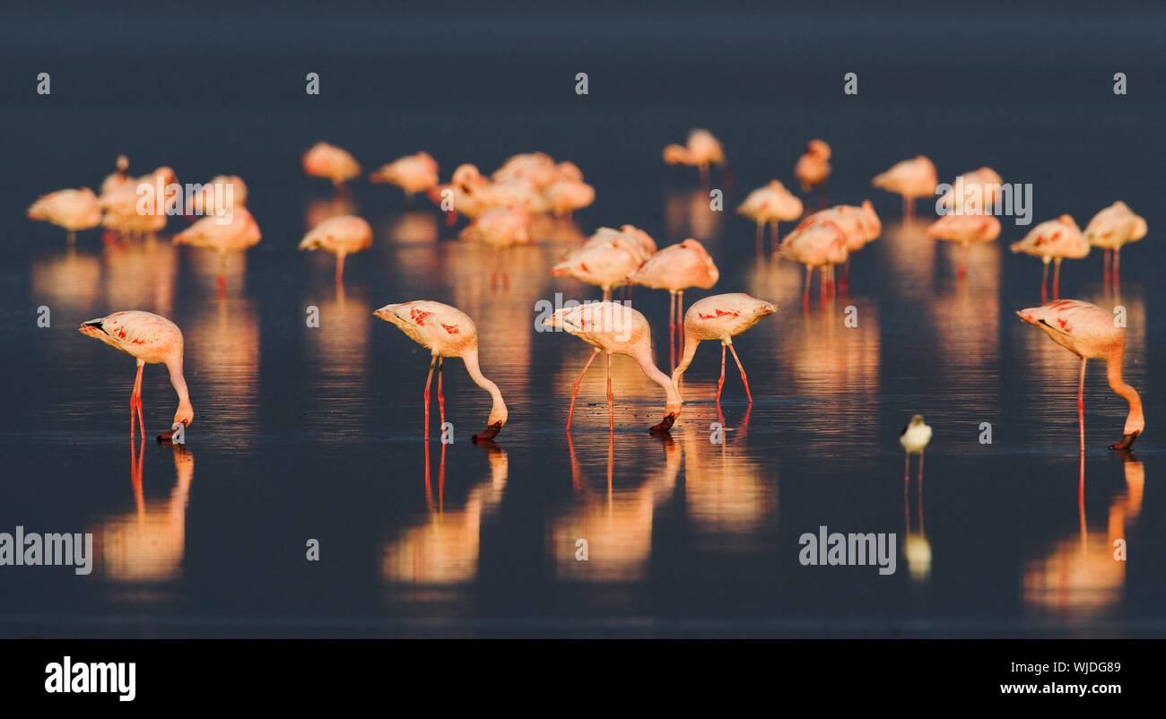 Sunsetanimals hi-res stock photography and images - Alamy
