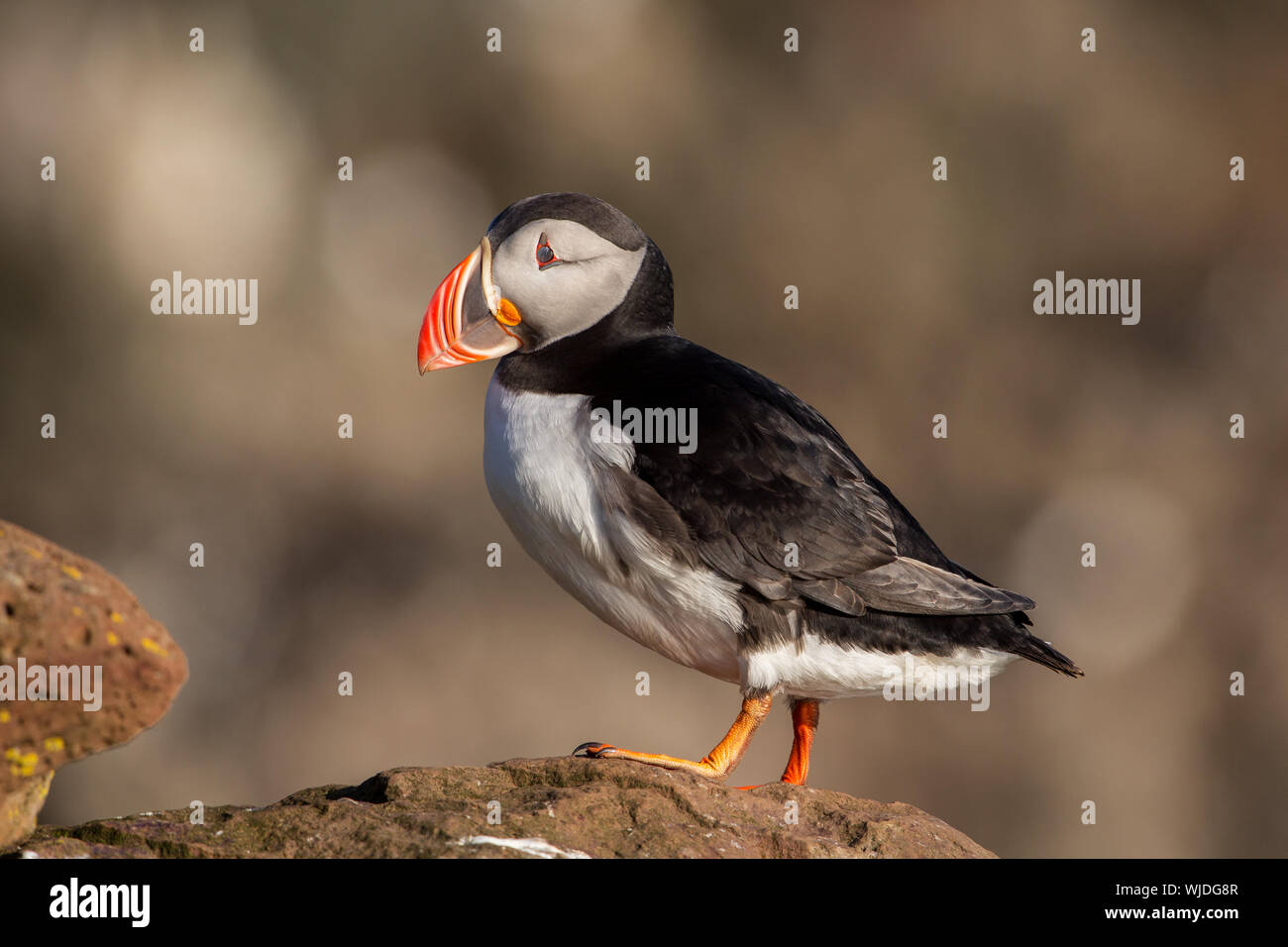 Side Of Puffin High Resolution Stock Photography and Images - Alamy