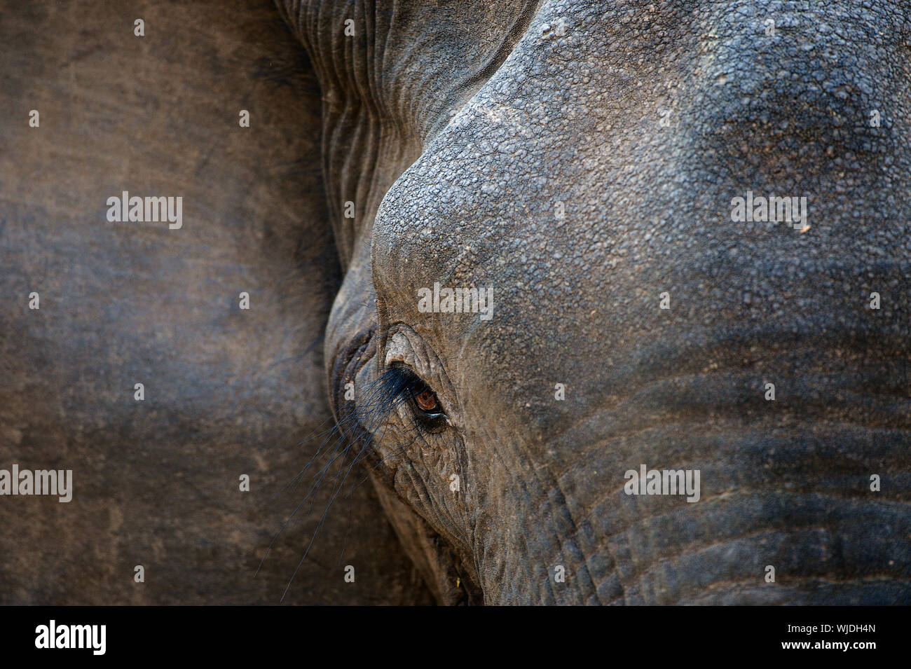 Eye of an elephant with eyelashes. The African Plains Savanna Elephant ...