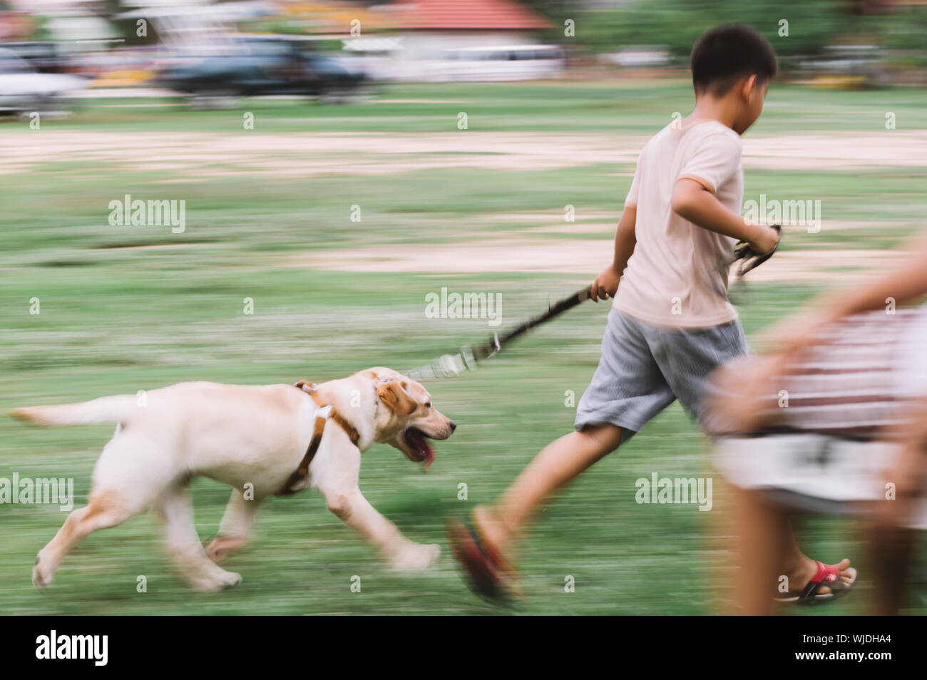 Walking labrador retriever hi-res stock photography and images - Alamy