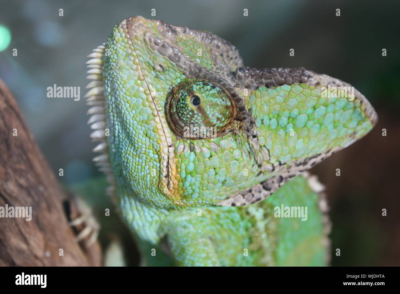 Gecko tree hi-res stock photography and images - Alamy