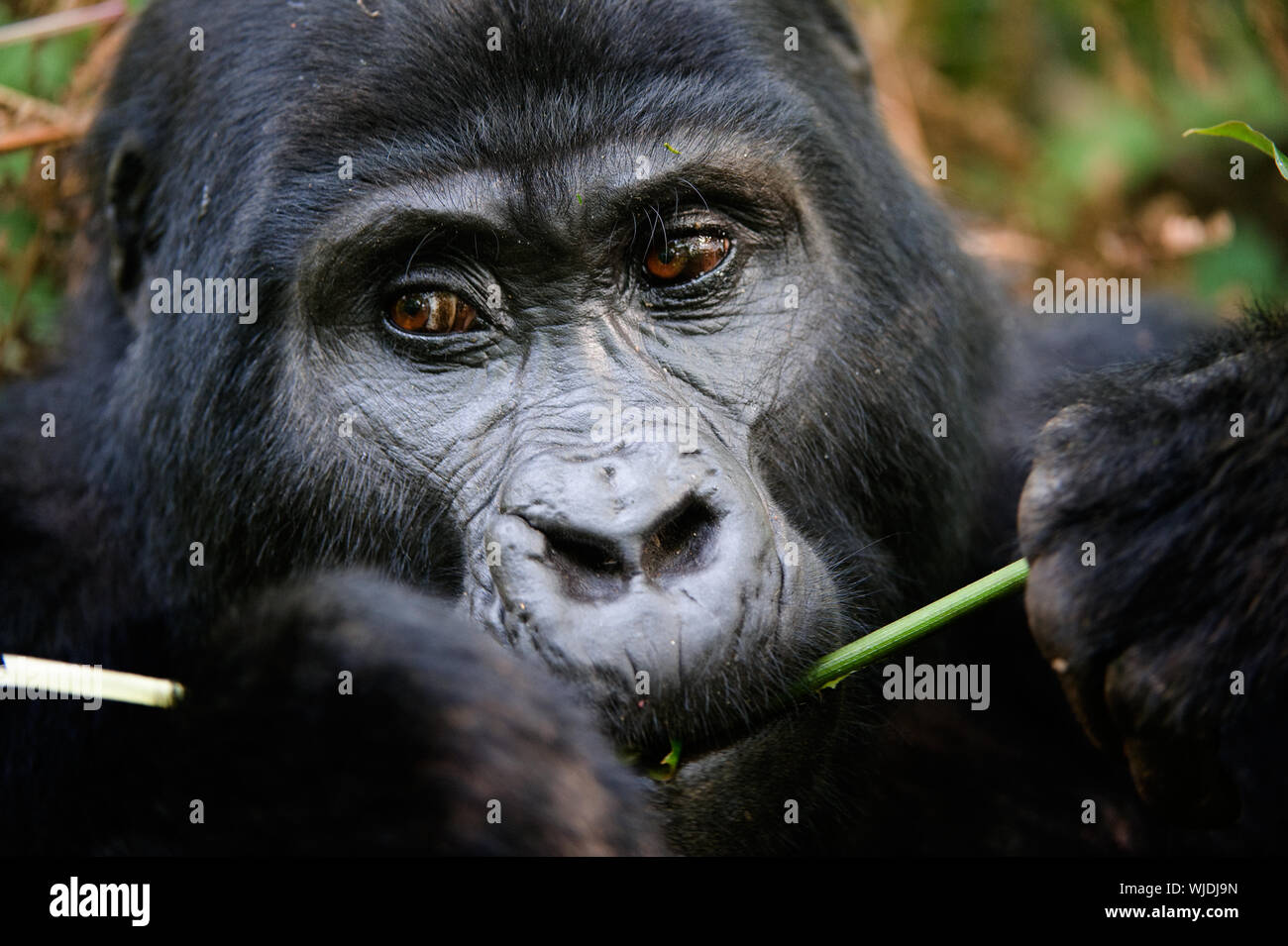 The largest primates of central africa hi-res stock photography and ...