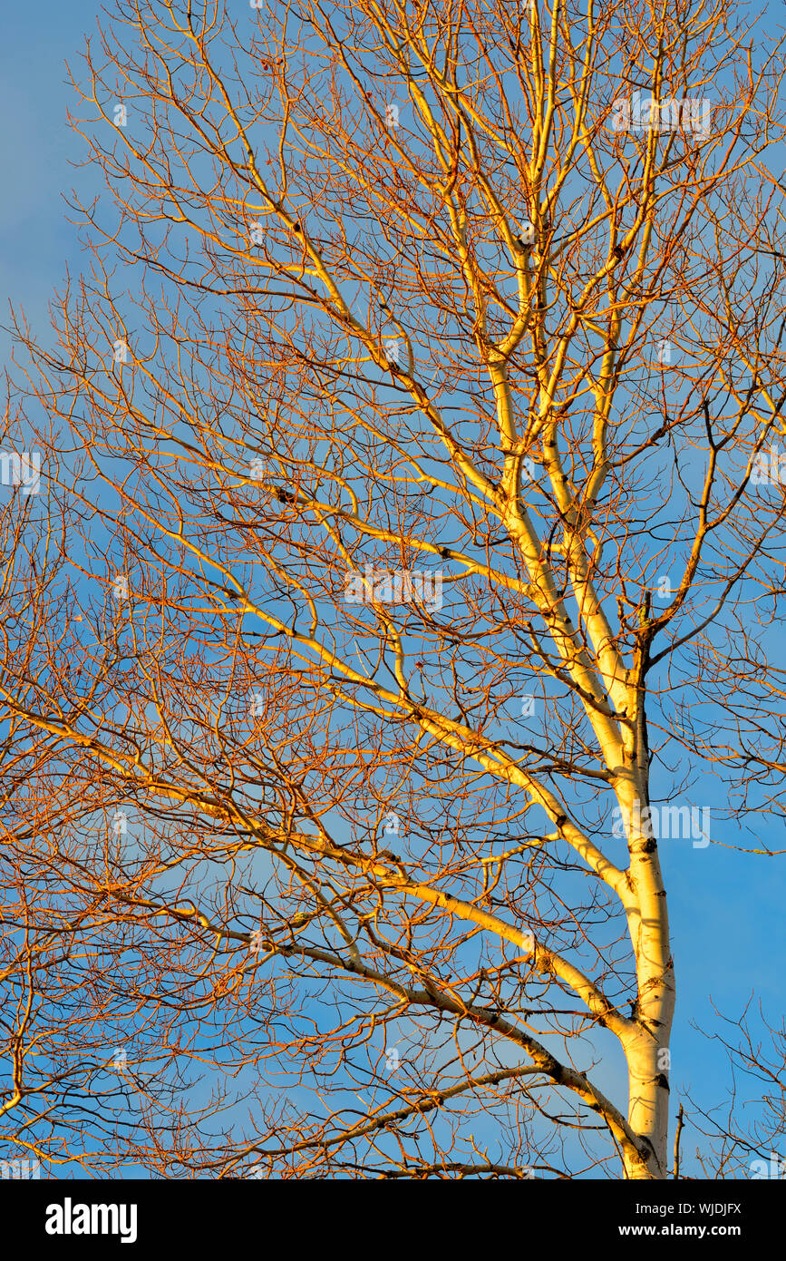 Aspen tree trunks and branches, Greater Sudbury, Ontario, Canada Stock ...