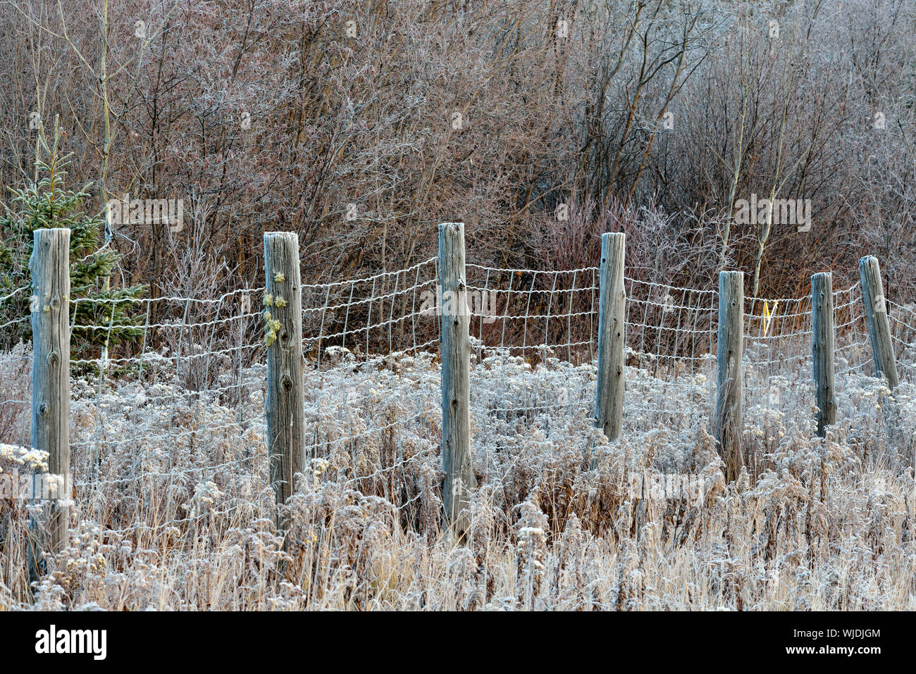 Frosted Fence Line High Resolution Stock Photography and Images - Alamy