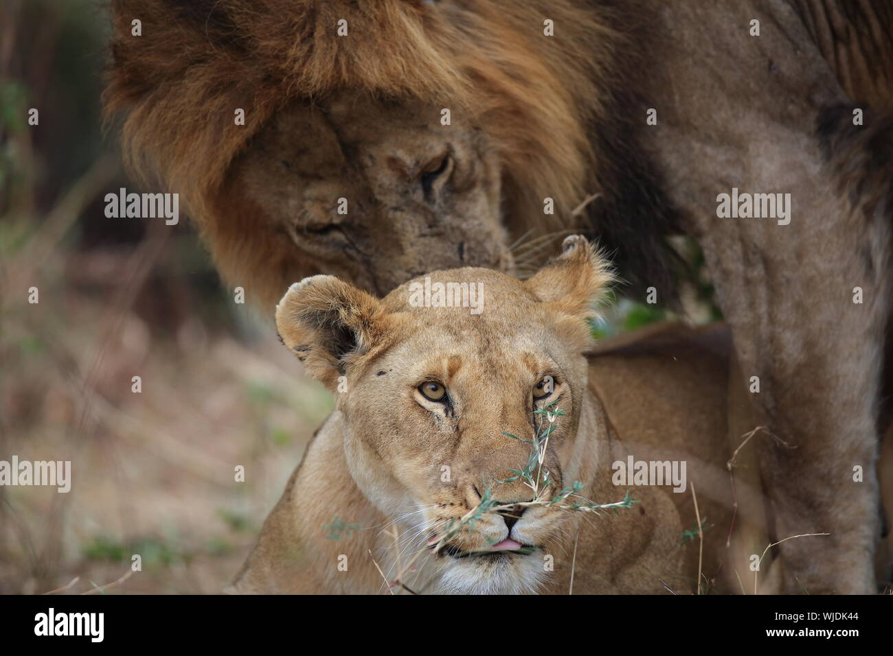 Male and female lion hi-res stock photography and images - Alamy