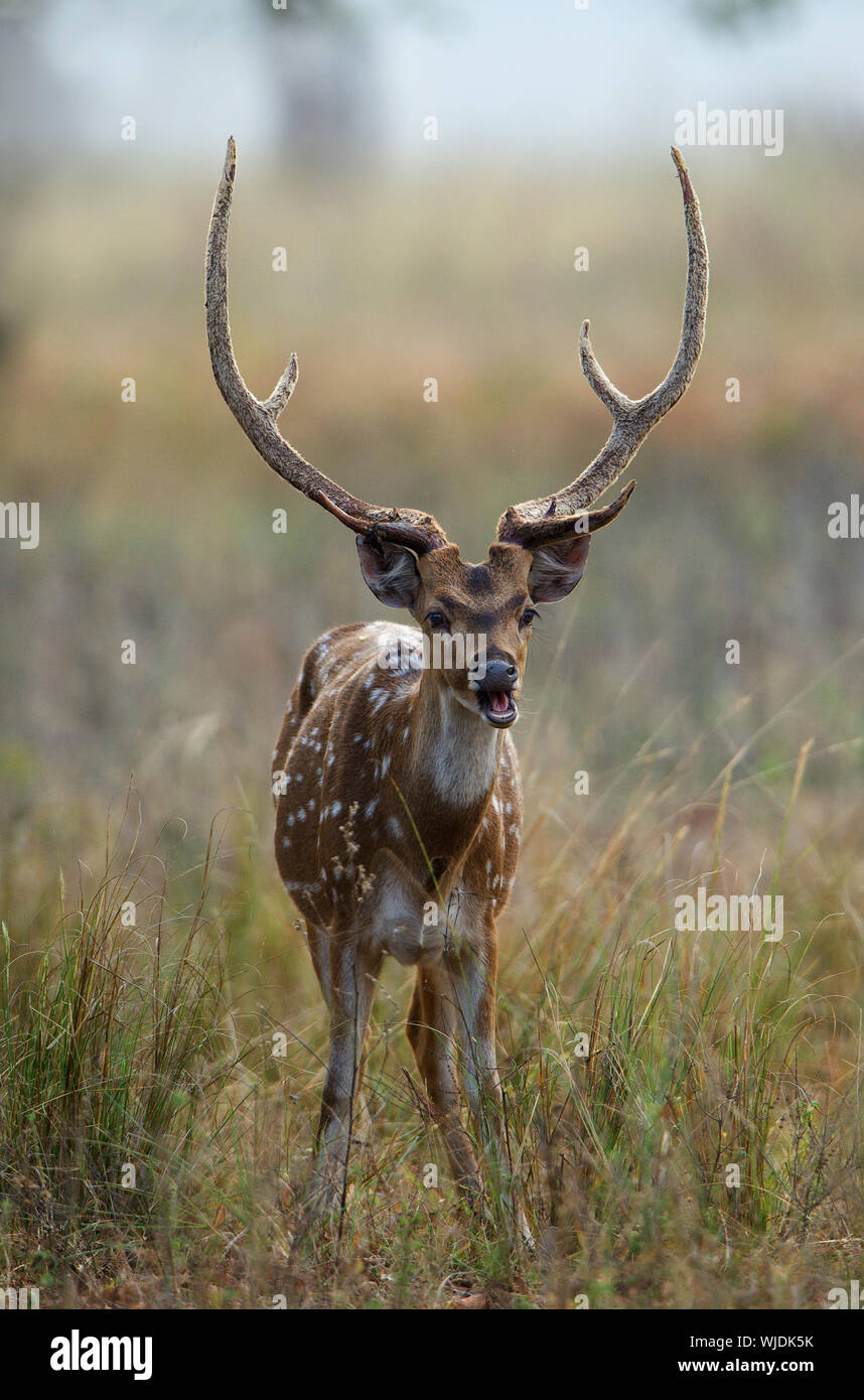 The chital or cheetal (Axis axis), also known as chital deer, spotted ...