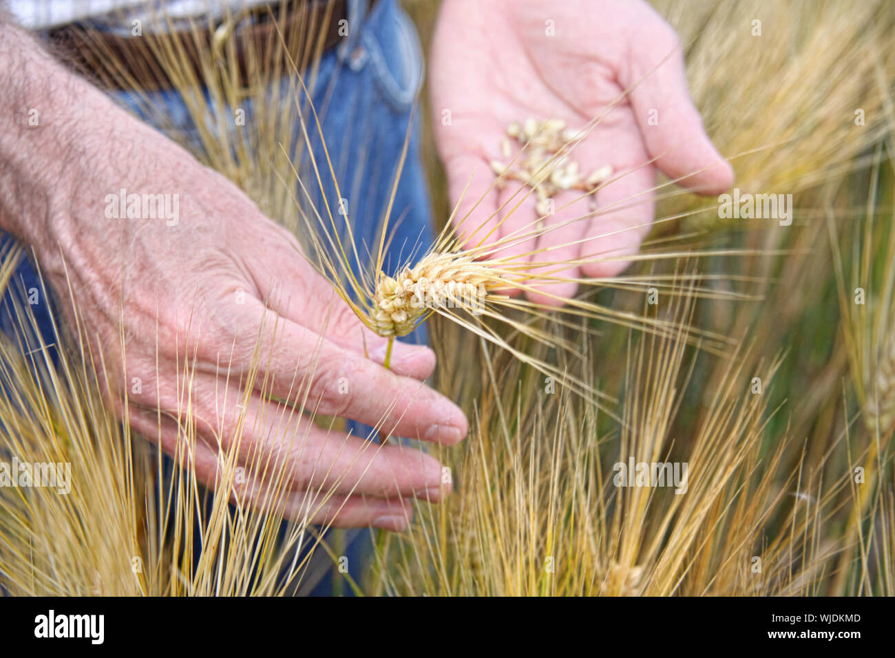 Hands holding wheat in the field Stock Photo - Alamy