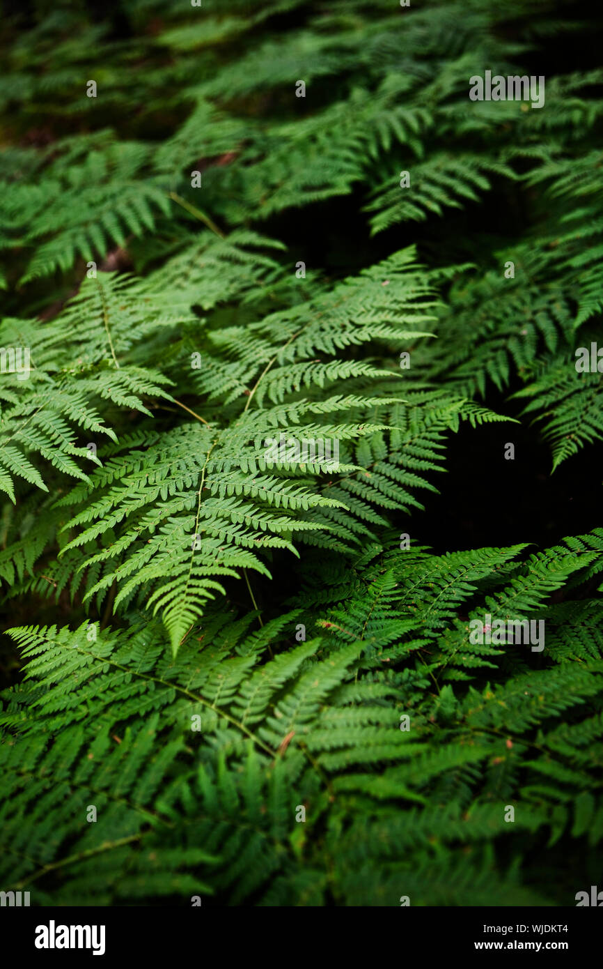 Fern Full Frame Stock Photo - Alamy