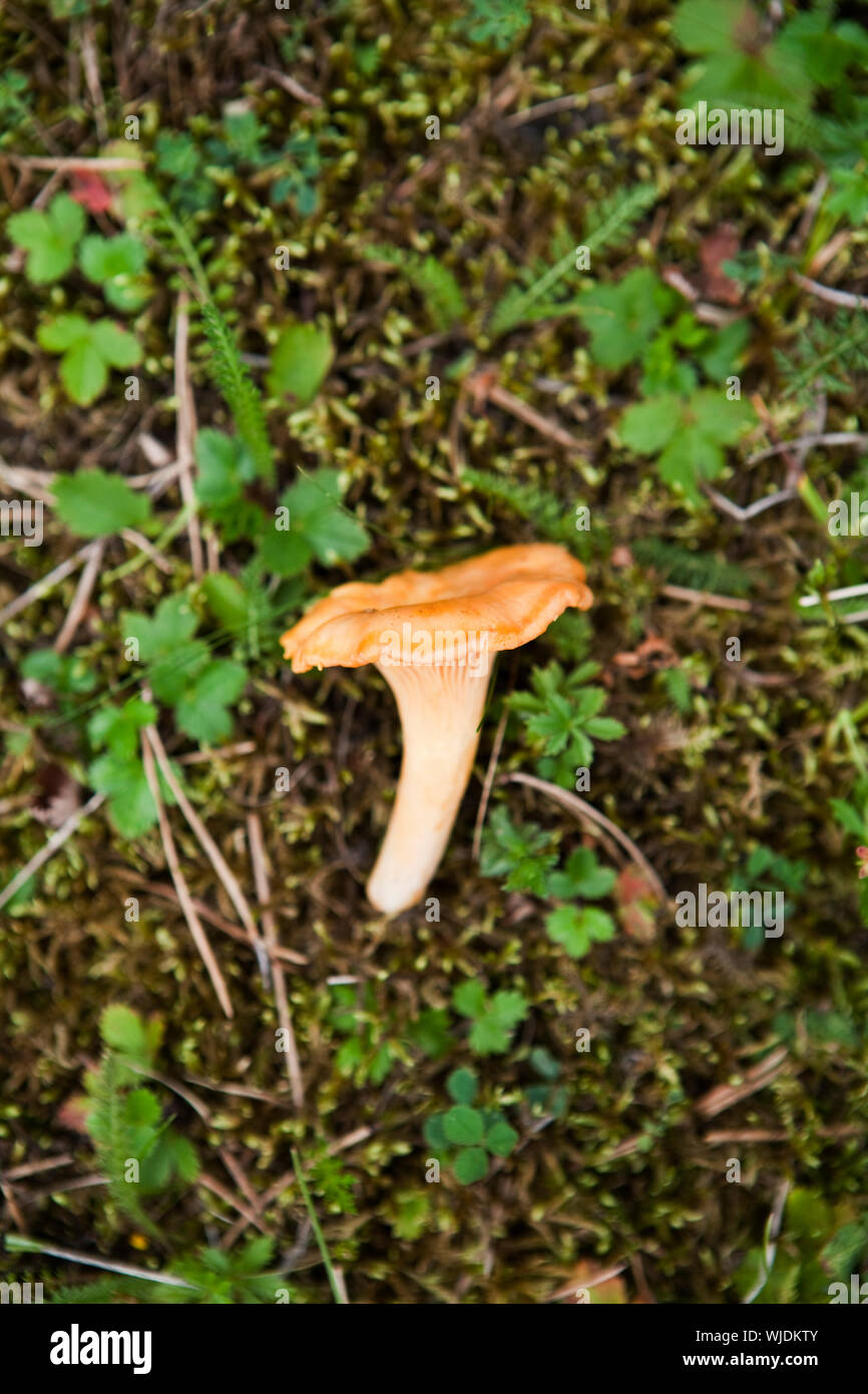 Chantarelle in the forrest Stock Photo - Alamy