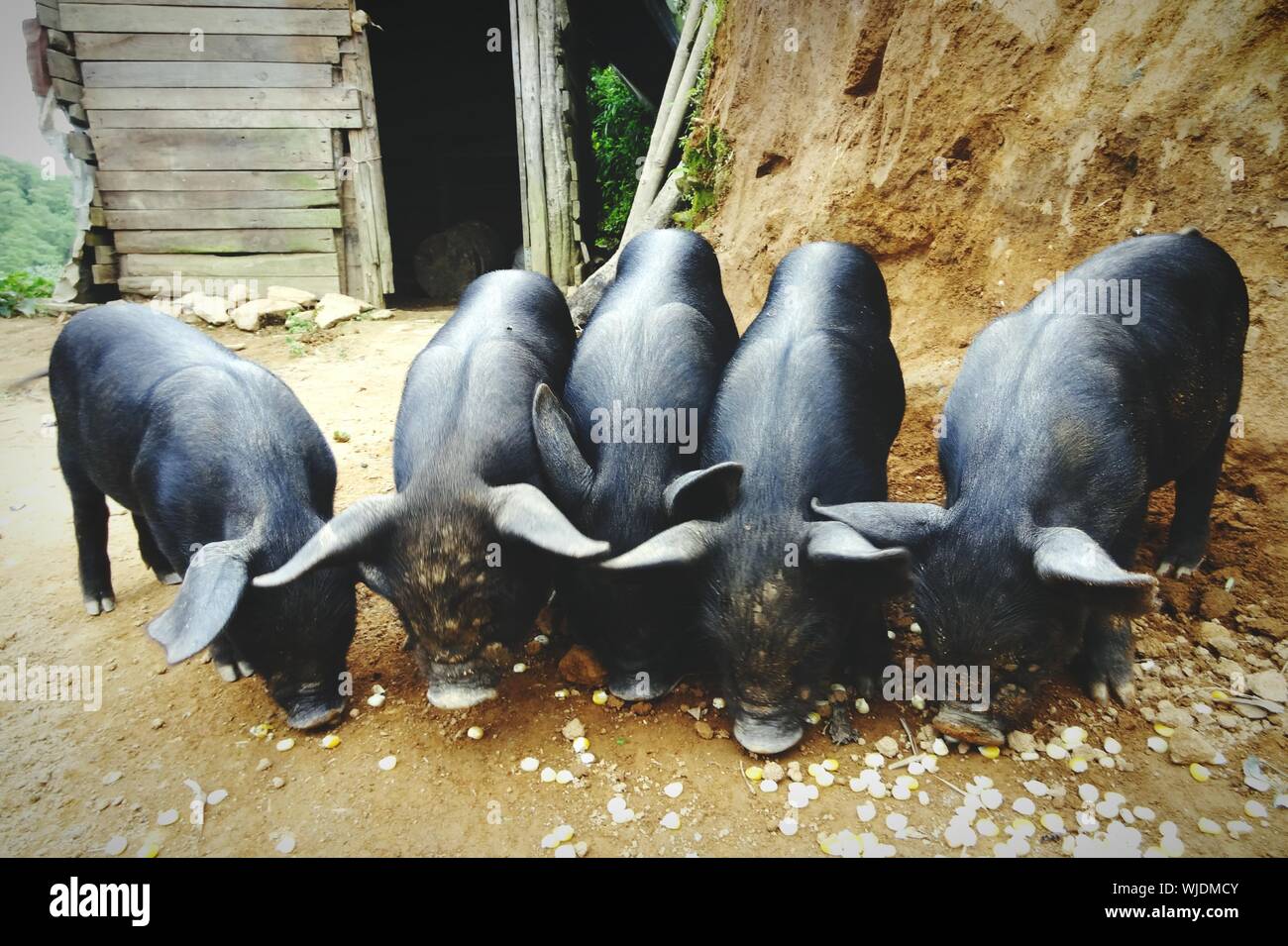 Eating pigs hi-res stock photography and images - Alamy