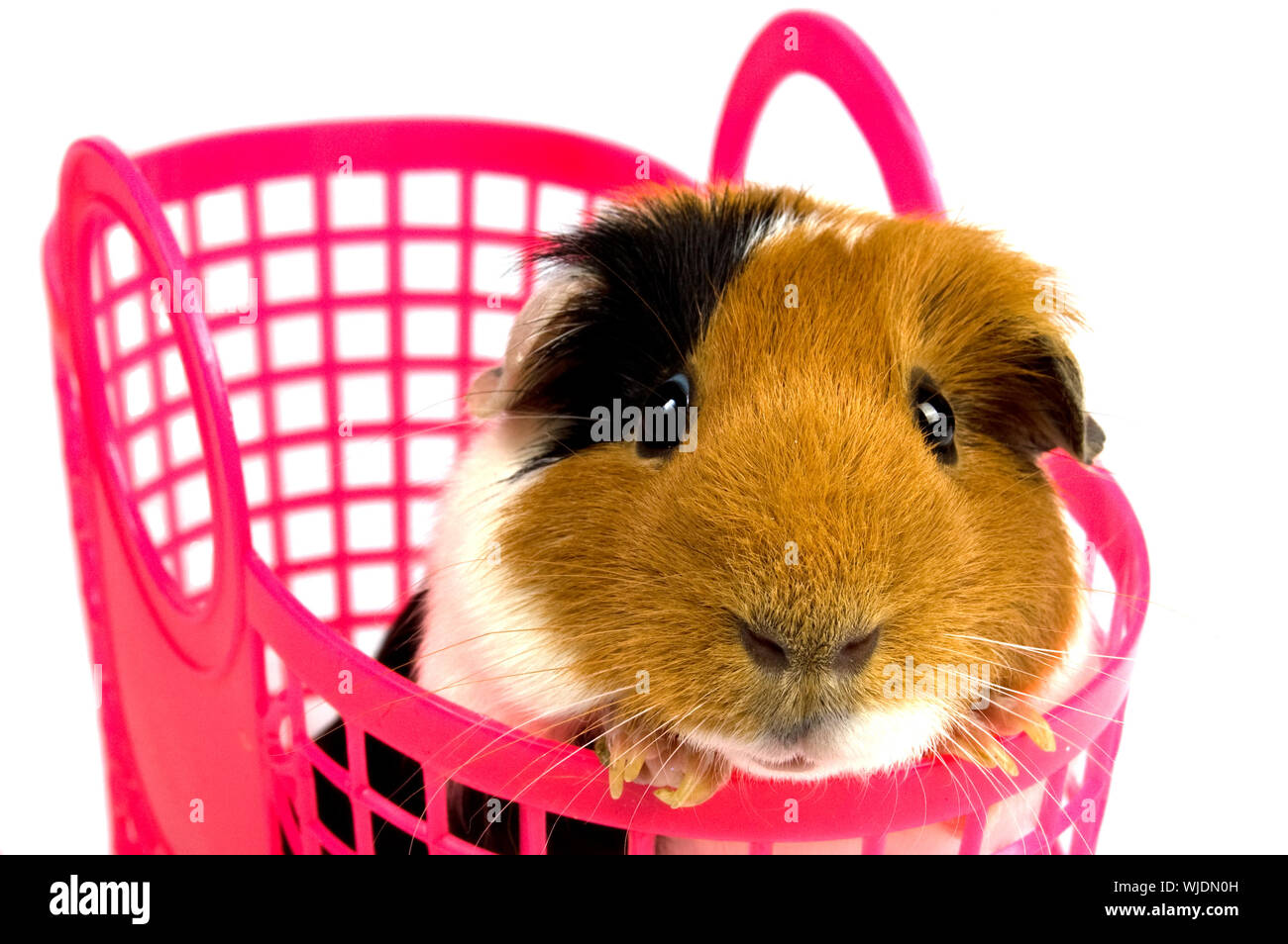 Guinea pig in a pink basket on a white background Stock Photo - Alamy