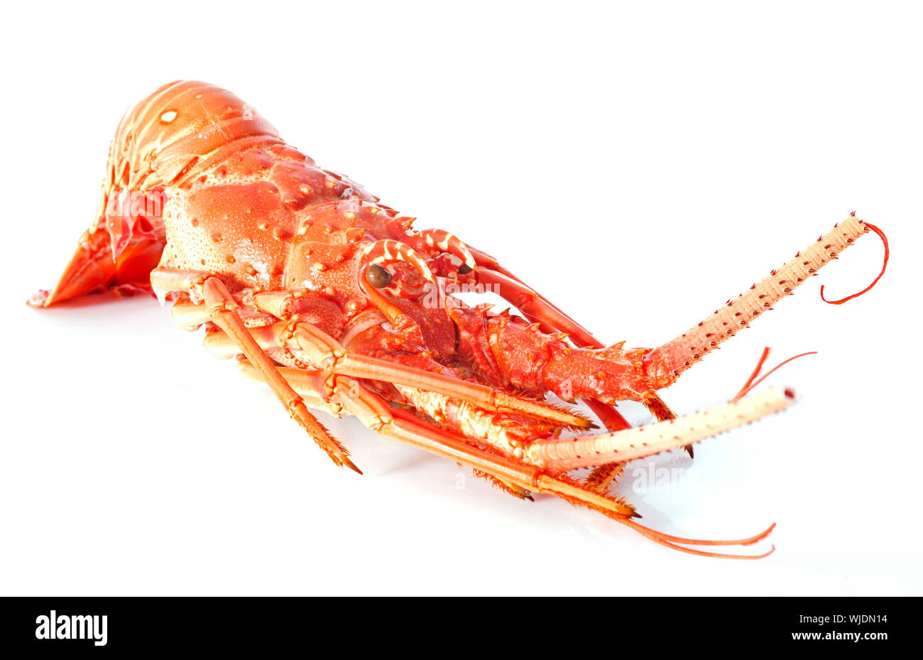 red crayfish in front of white background Stock Photo - Alamy