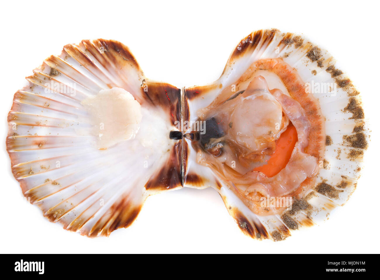 great scallop in front of white background Stock Photo - Alamy