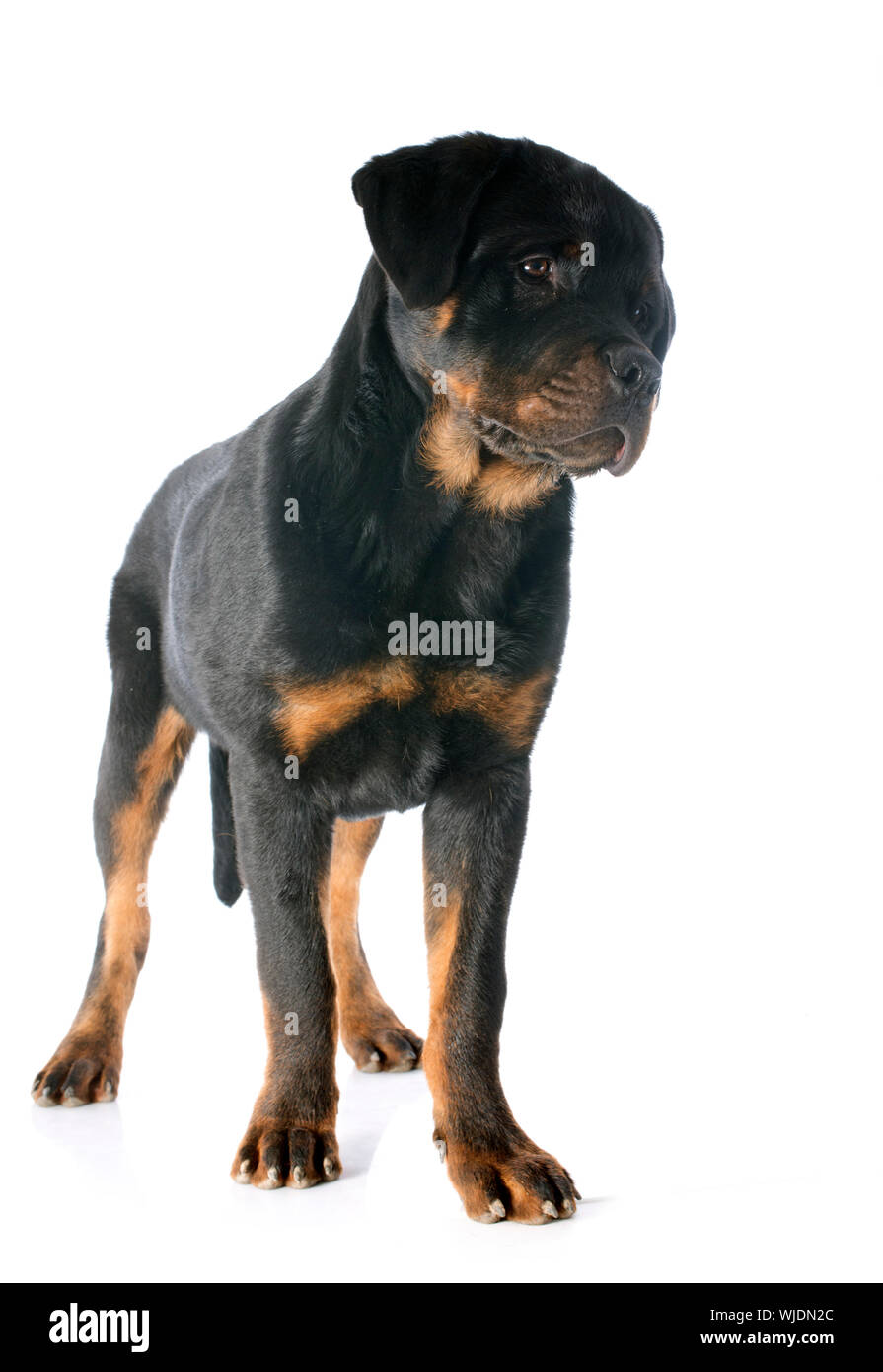 portrait of a purebred puppy rottweiler in front of white background ...