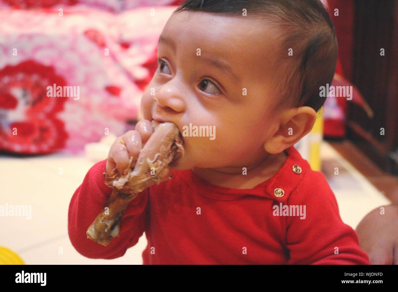 Baby chicken eating hi-res stock photography and images - Alamy