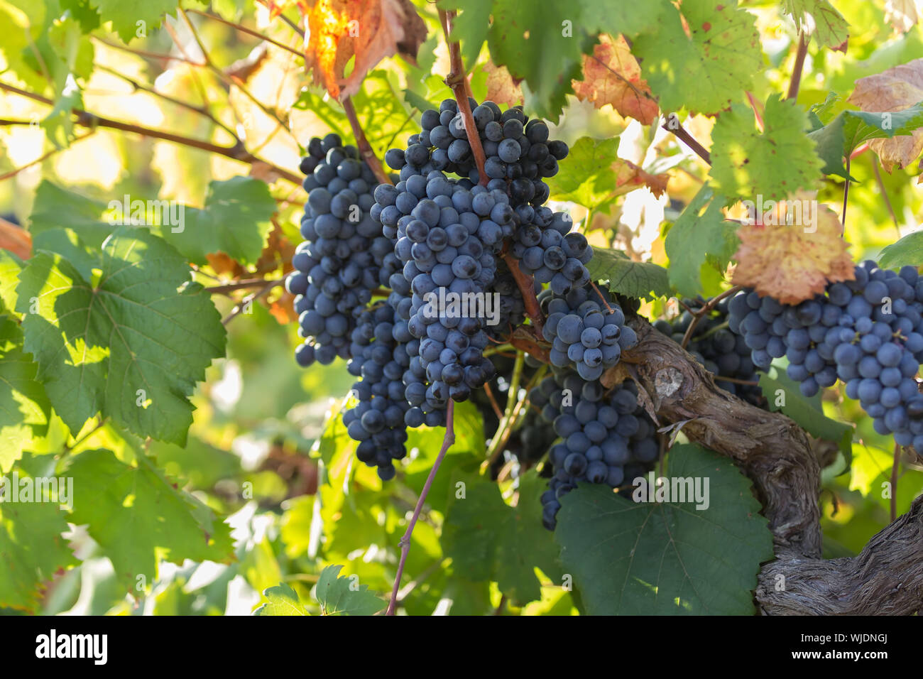 The branch of a vine with bunches of ripe grapes. Primitivo is a dark ...